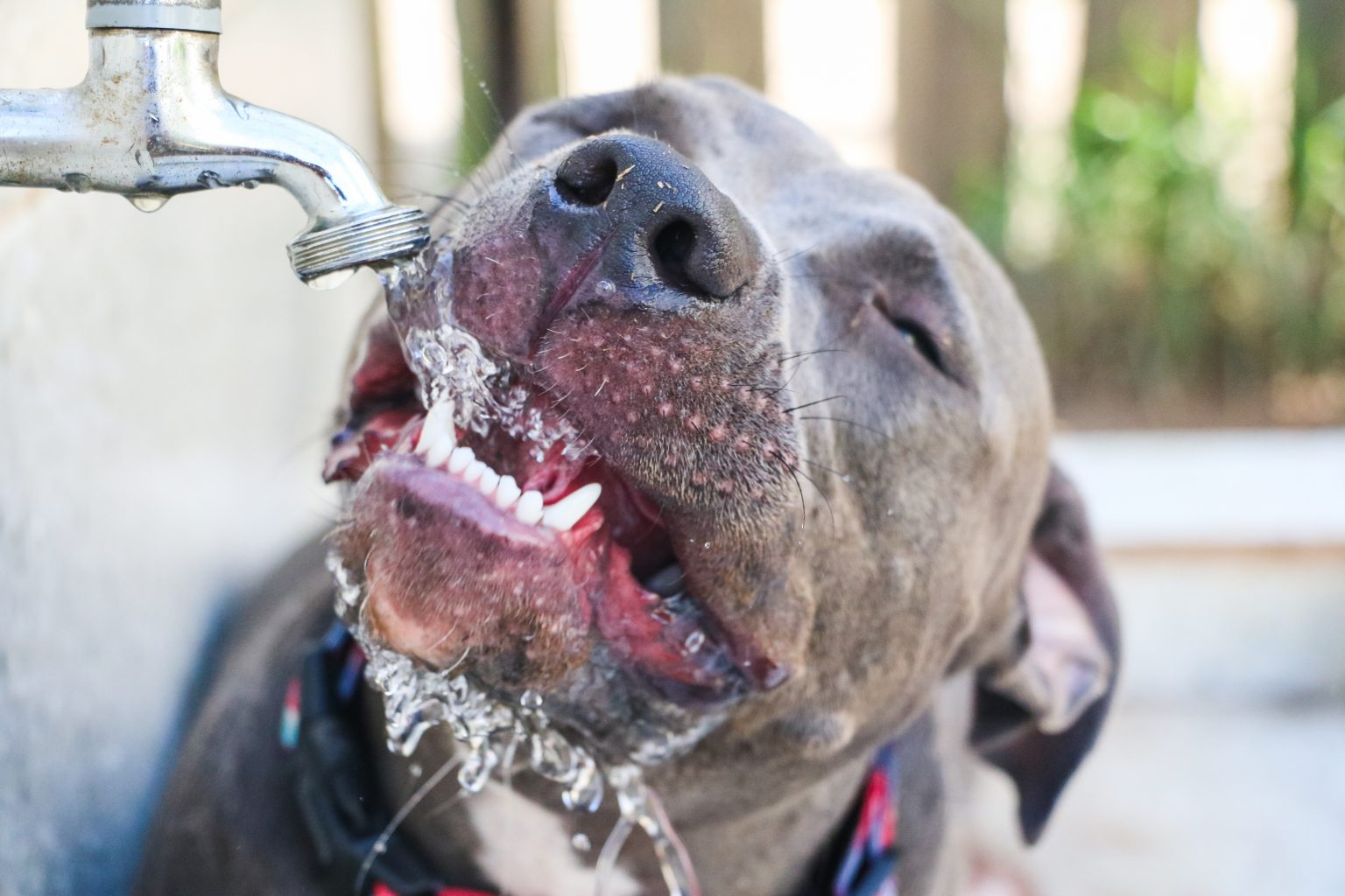 Dog Hydration and Water Safety- A Complete Guide - Summer Dogs